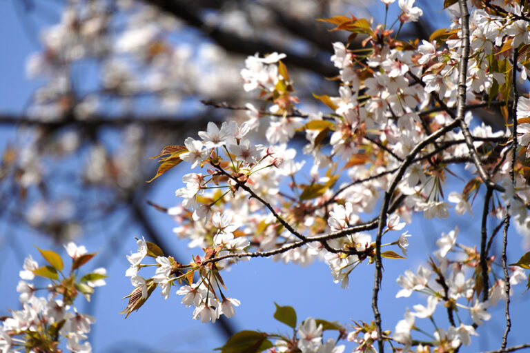 【広角～超望遠まで撮れる】おすすめの高倍率ズームレンズ・タムロン 18-300mm F/3.5-6.3 Di III-A VC VXD B061（ソニーEマウント）のレビューと作例 ...